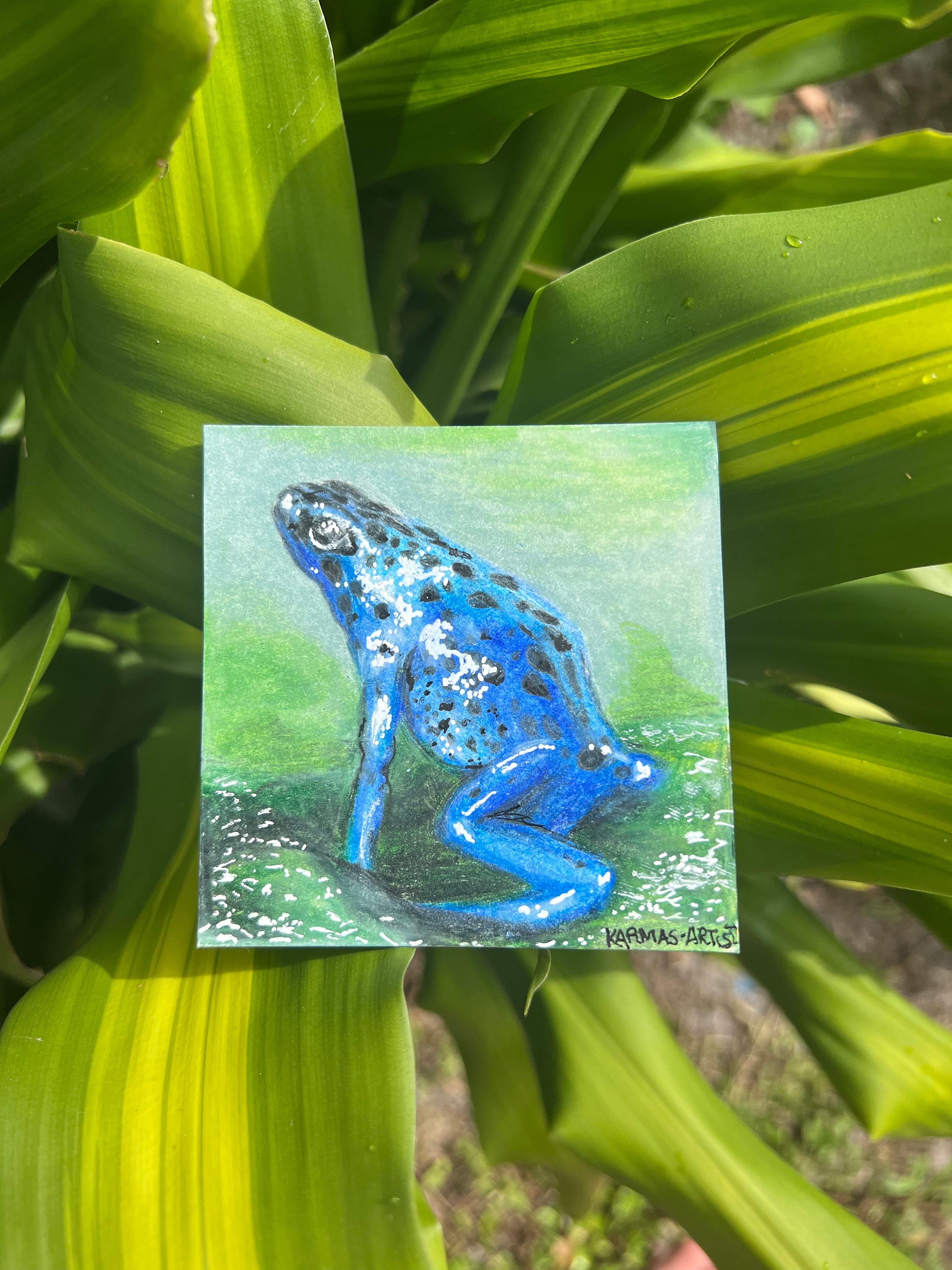 Assorted Colored Pencil Frog Drawings - Etsy