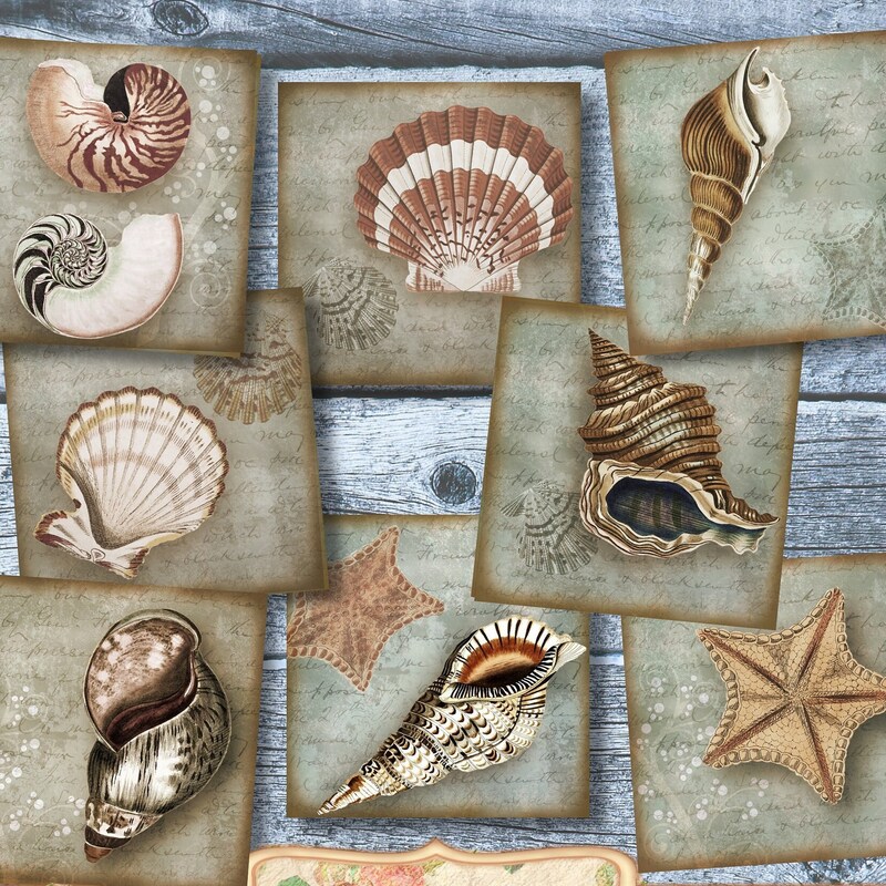 Decoupage Conch Shells - Etsy