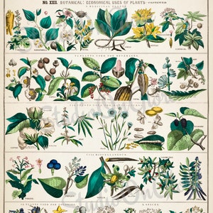 Journal Kit: 1862 School Botany Charts. Four 8.5x11 Plant Posters ...