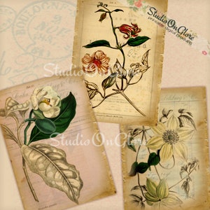 Vintage Botanical Trading & Index Cards. Plant Illustration Printable ...