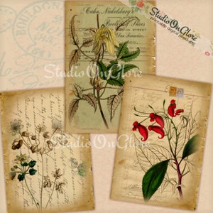 Vintage Botanical Trading & Index Cards. Plant Illustration Printable ...