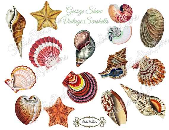 Seashell printable individual 5x7 files plus Fussy Cut | Etsy