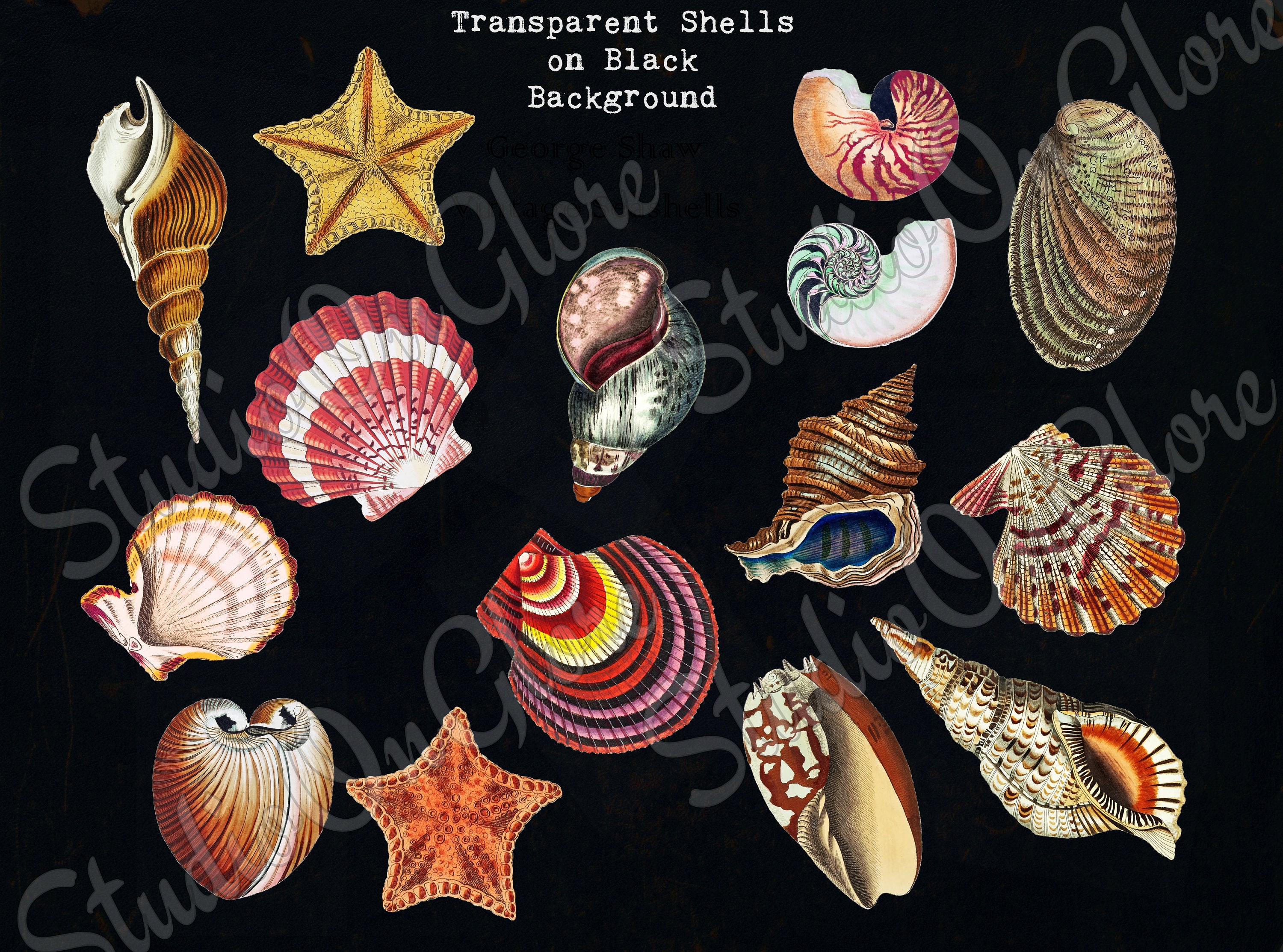 Seashell Printable Individual 5x7 Files Plus Fussy Cut - Etsy