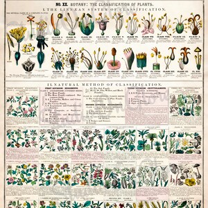 Journal Kit: 1862 School Botany Charts. Four 8.5x11 Plant Posters ...