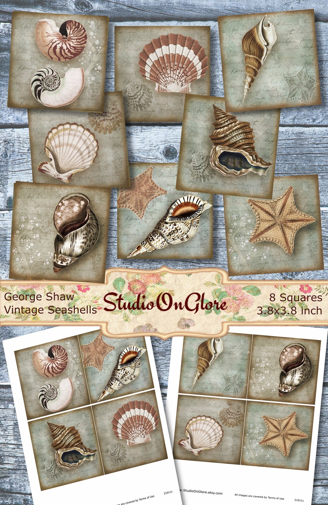 Seashells in Neutral Tones | Create Your Own Coastal Decor & Gifts ...
