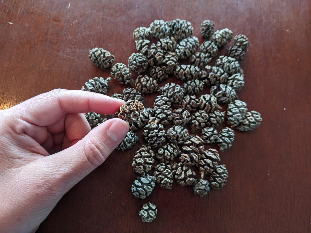 Redwood Cones, 50+ Real Natural Cones, for Dollhouses, Fairy Gardens ...