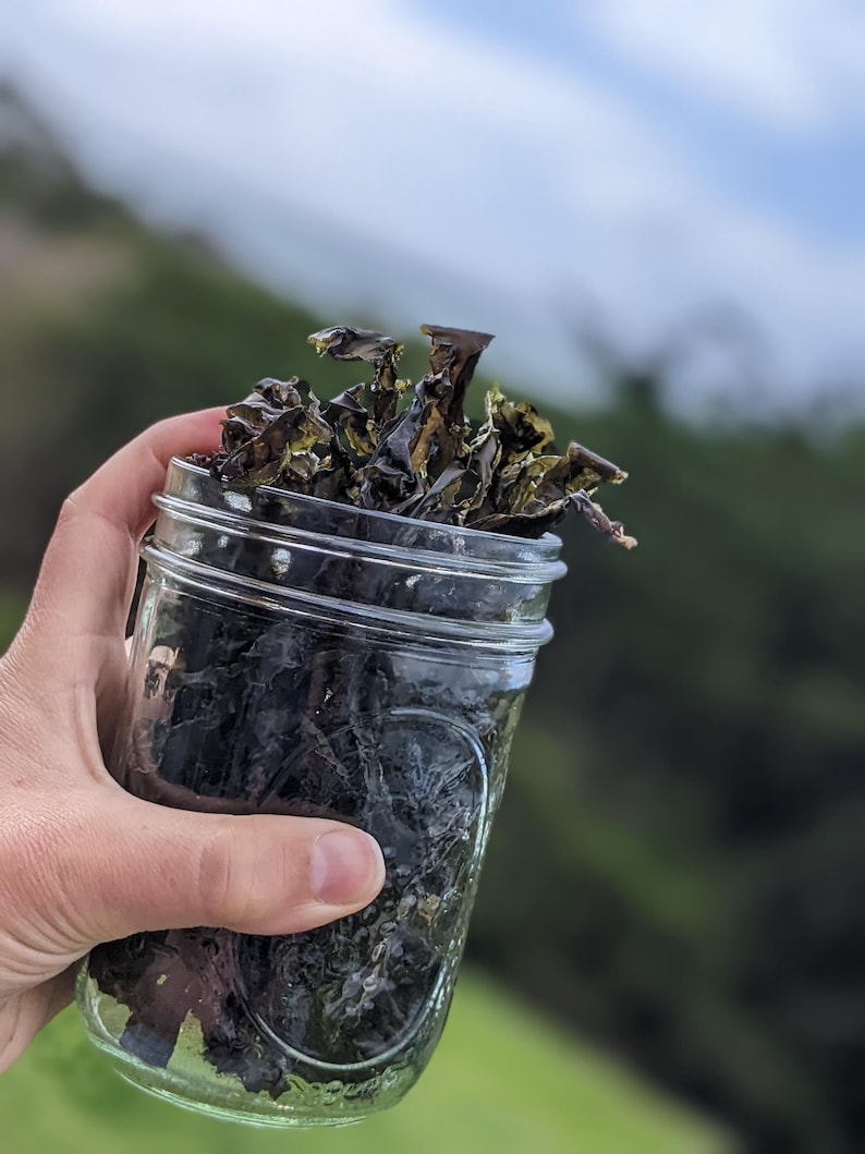 Wild Dried Seaweed, 1/4 or 1/2 Ounce, California Kombu, Sea Cabbage ...