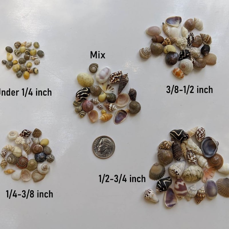 Tiny Seashells - Etsy