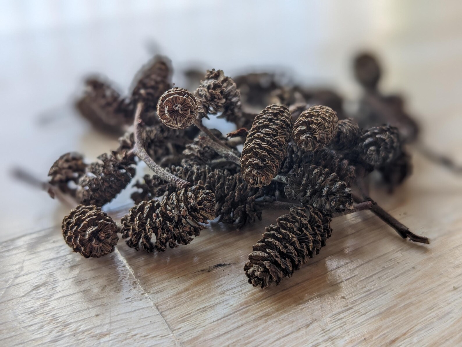 Tiny Cones, 50+ Tiny Alder Cones, Casuarina Cones, or Mix, Real Natural ...