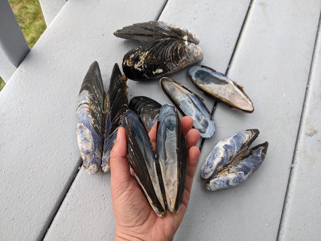 Giant Mussel Shells, 4+ Inches Long, Real Wild Shells, Choose Pairs or ...