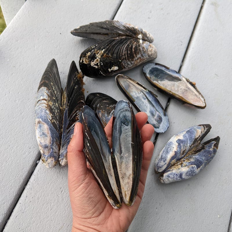 Mussel Shells - Etsy