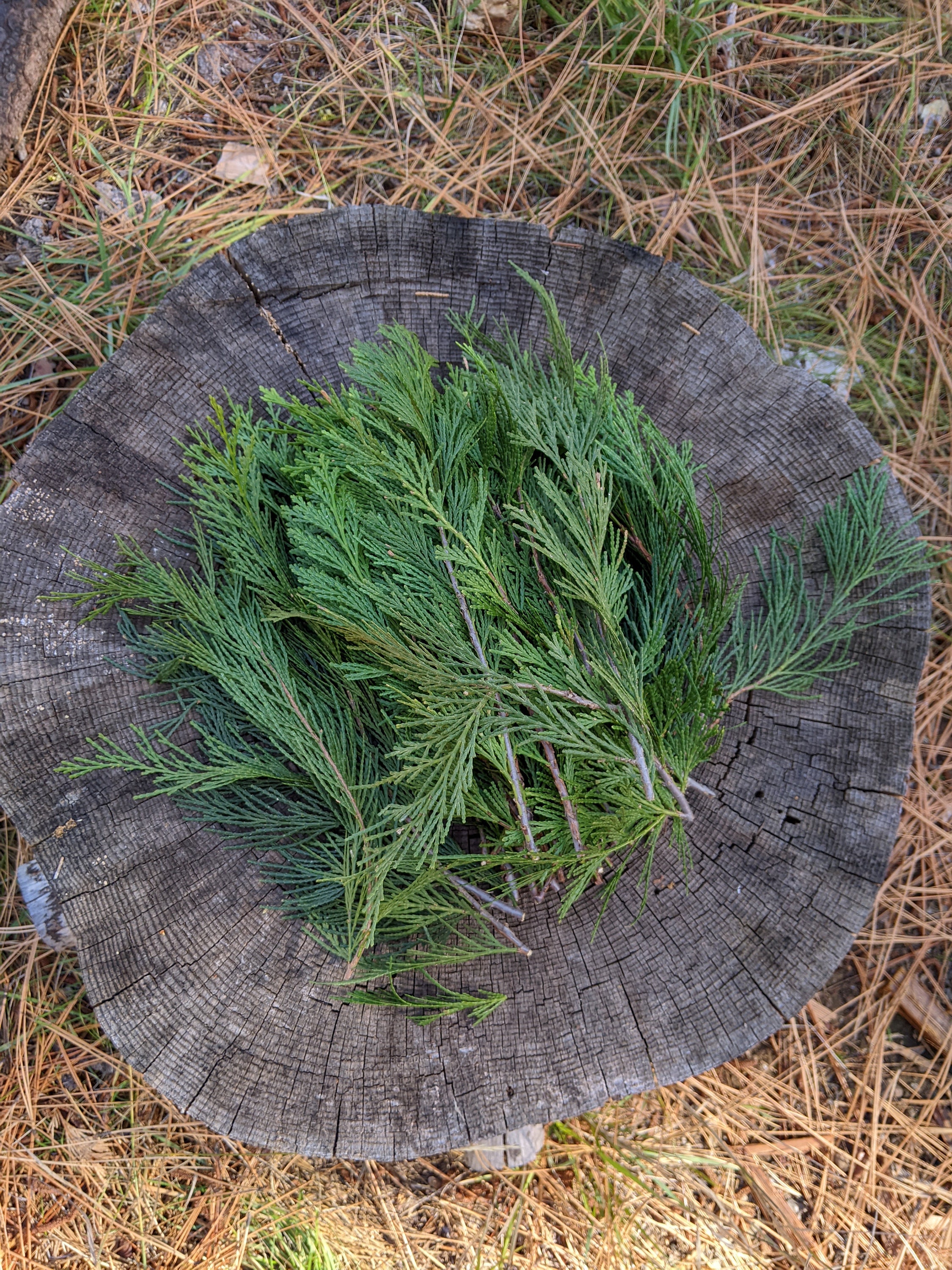 Incense Cedar Sprigs, 12 Oz Fresh Evergreen Branchlets, Smudging ...