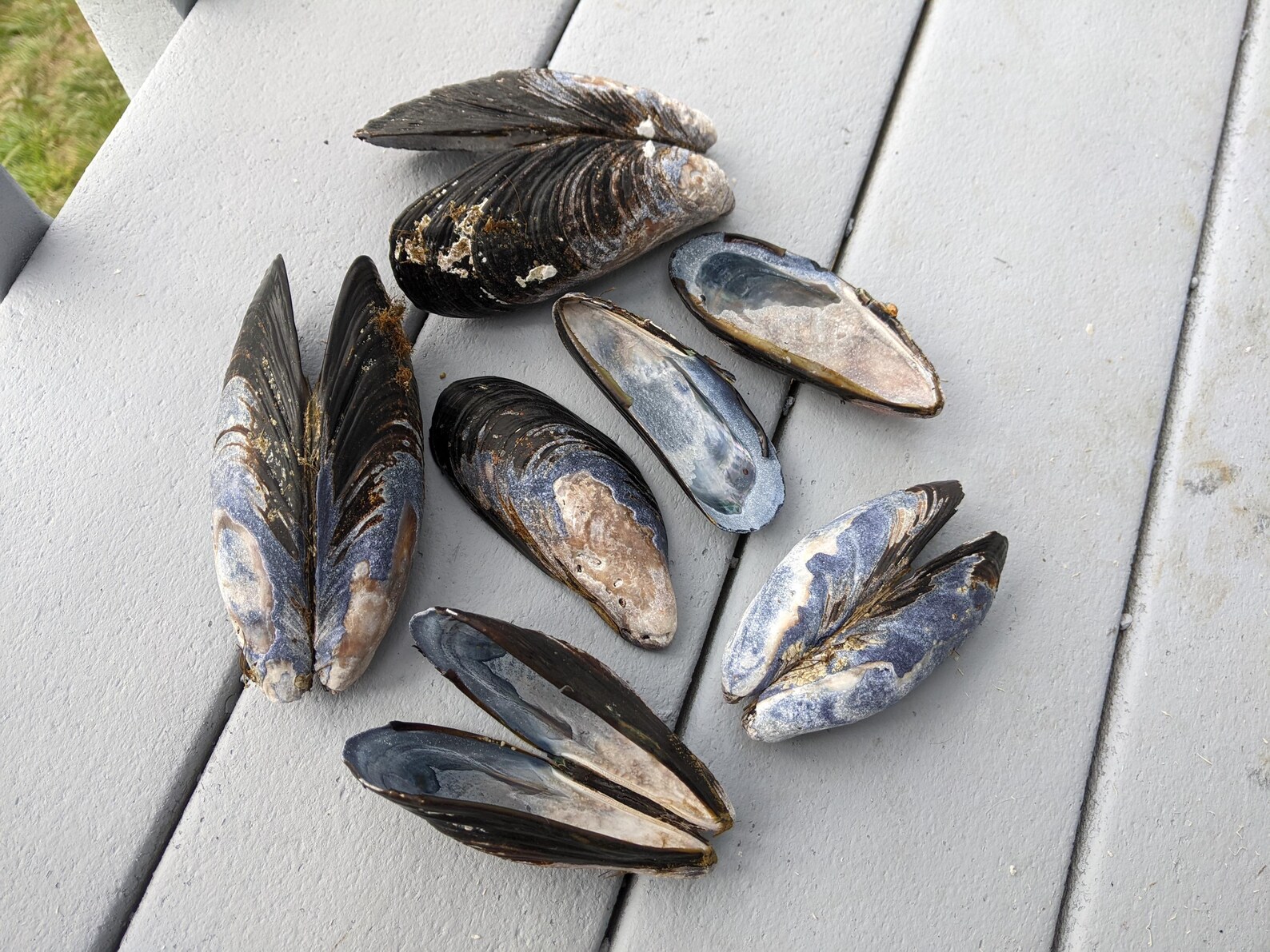 Giant Mussel Shells, 4+ Inches Long, Real Wild Shells, Choose Pairs or ...
