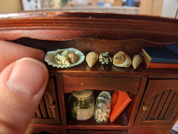 Miniature Dollhouse Seashell Display Four Specimen Shells | Etsy