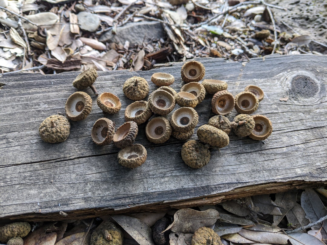 Live Oak Acorn Caps, 50+, California Canyon Live Oak (quercus ...