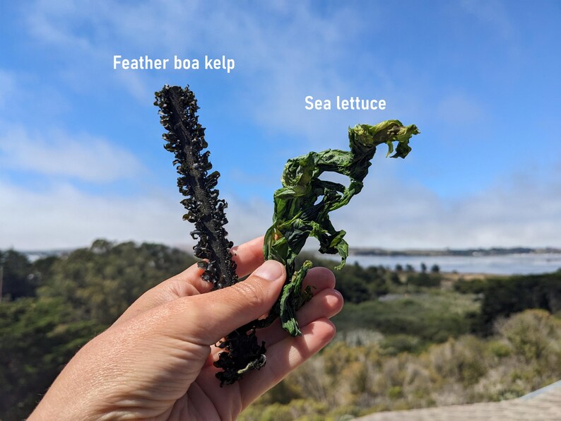 Wild Dried Seaweed, 1/4 or 1/2 Ounce, California Kombu, Sea Cabbage ...