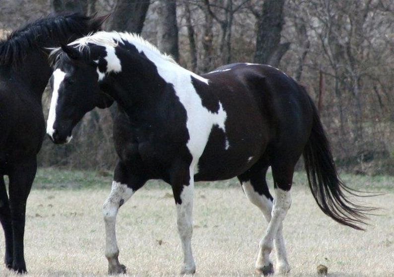 Paint Horse Throw, Spotted Horse Throw, Black and White Horse Throw ...