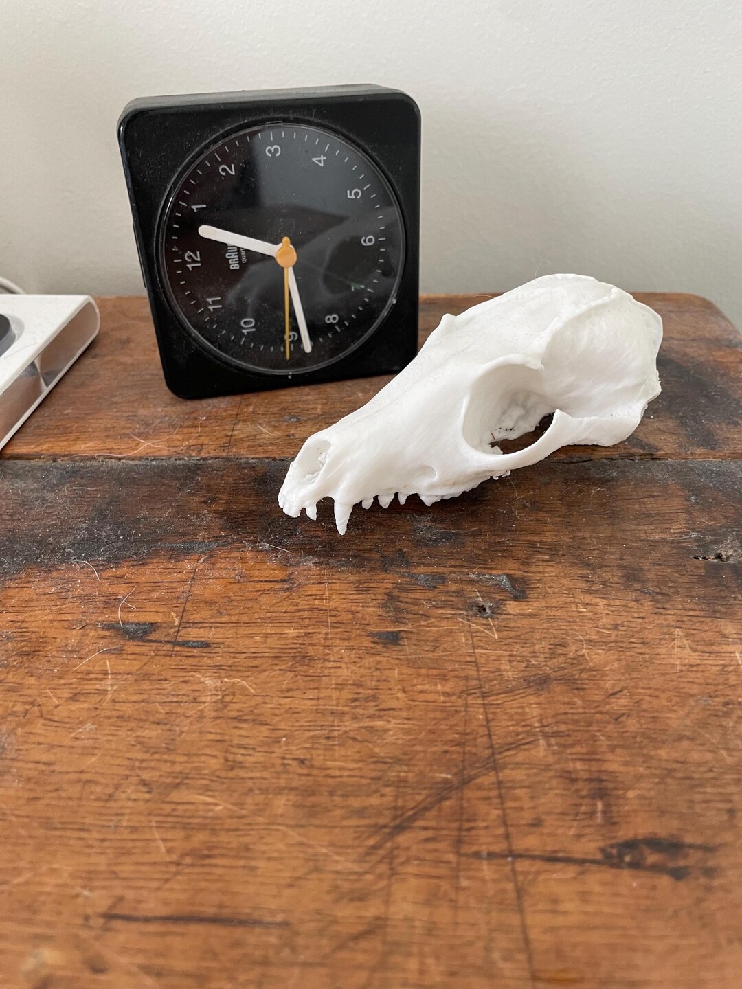 Exquisite 3D Printed Fox Skull Replica - Lifelike Natural Beauty - Etsy