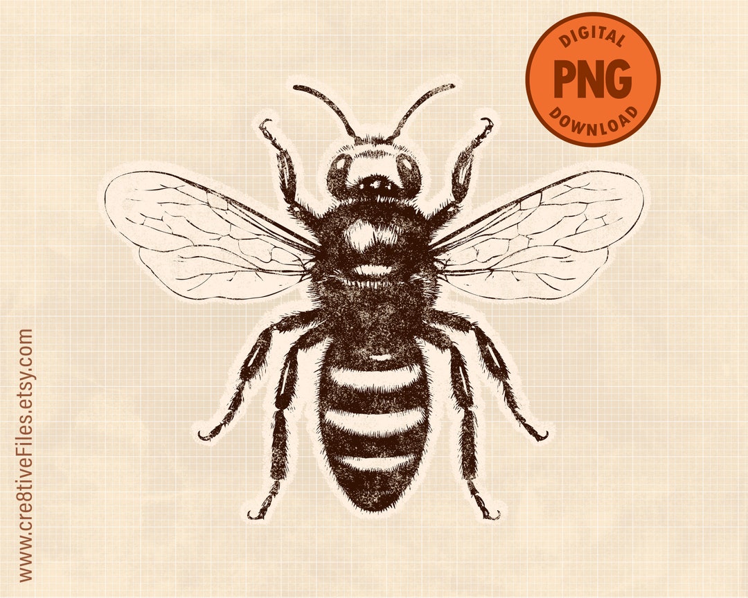 Hand Drawn Honey Bee PNG Design, Vintage Distressed Drawing, Bee Png ...