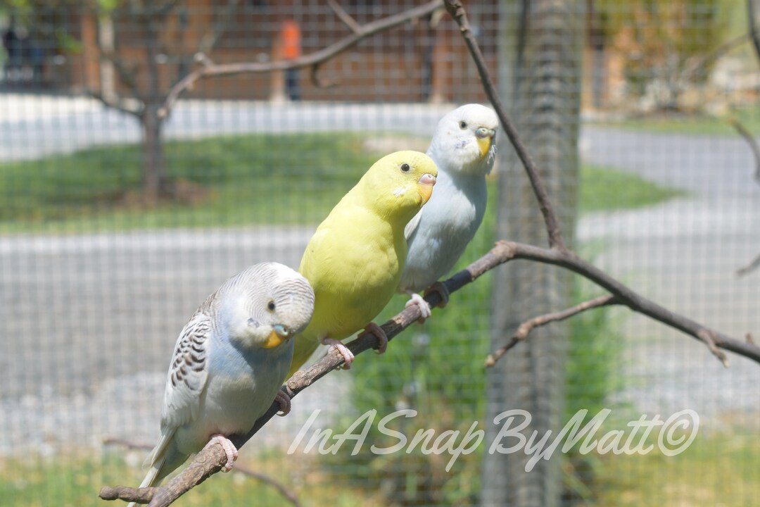 Budgie - Digital Image Photo Download - Etsy