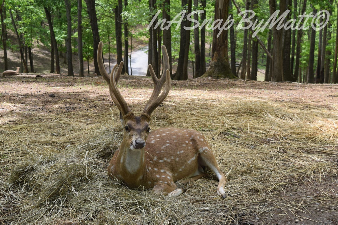 Resting Reindeer - Digital Image Photo Download - Etsy