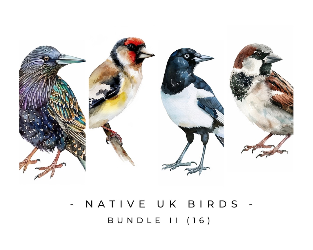Native British Birds Clipart Png Birds Clip Art Native Birds Digital ...