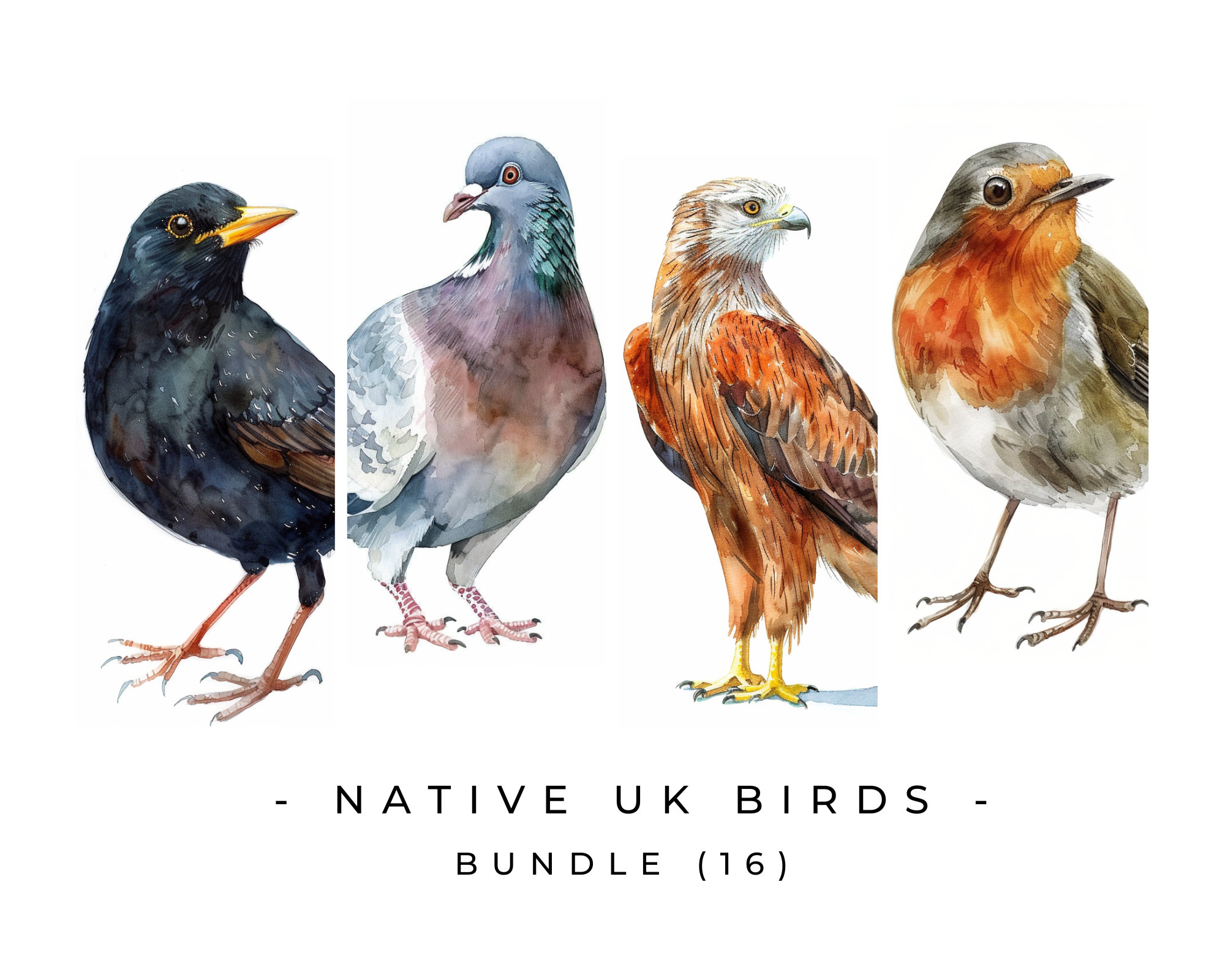 Native British Birds Clipart Png Birds Clip Art Native Birds Digital ...