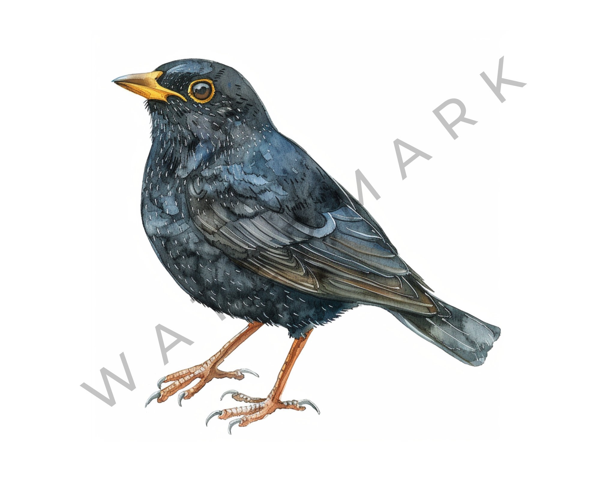 Native British Birds Clipart Png Birds Clip Art Native Birds Digital ...