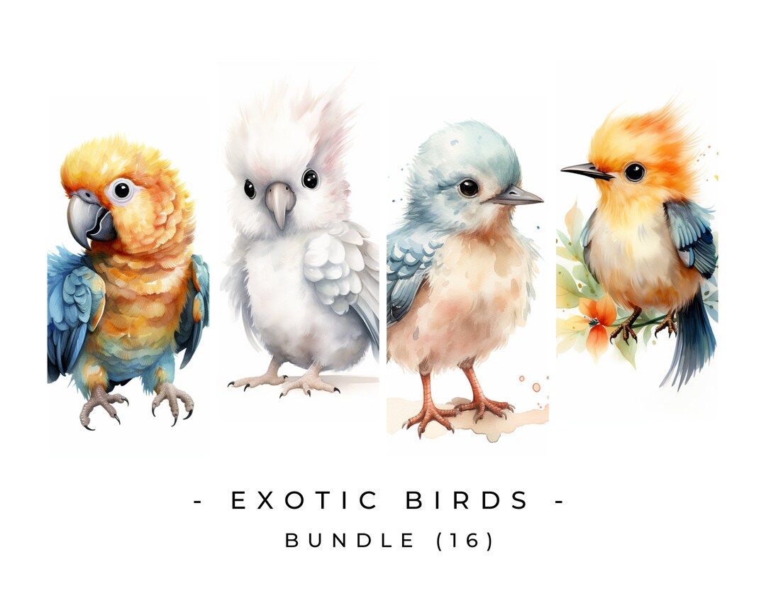 Exotic Birds Clipart Png Cute Birds Clipart Kids Nursery Clipart ...