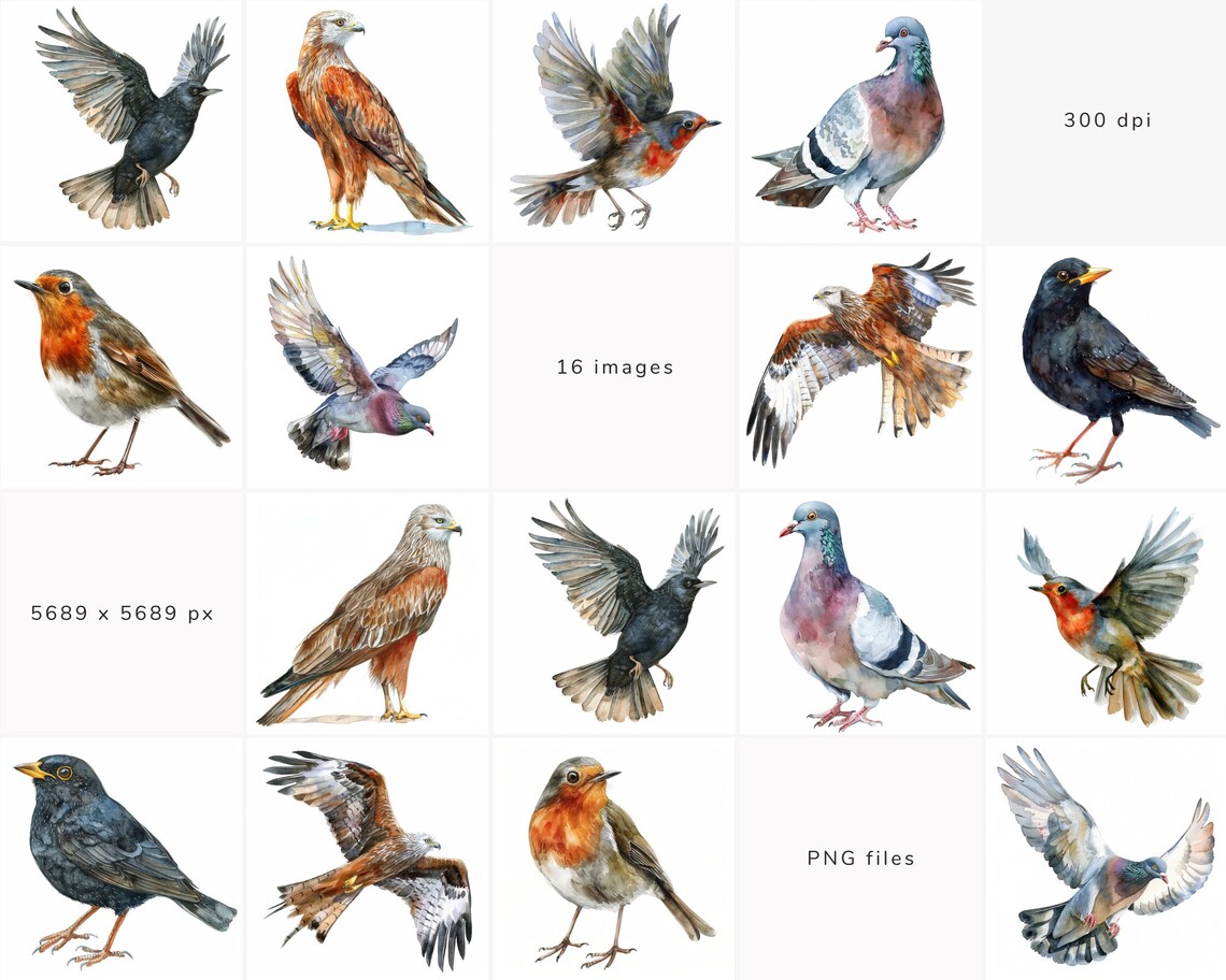 Native British Birds Clipart Png Birds Clip Art Native Birds Digital ...