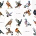 Native British Birds Clipart Png Birds Clip Art Native Birds Digital ...