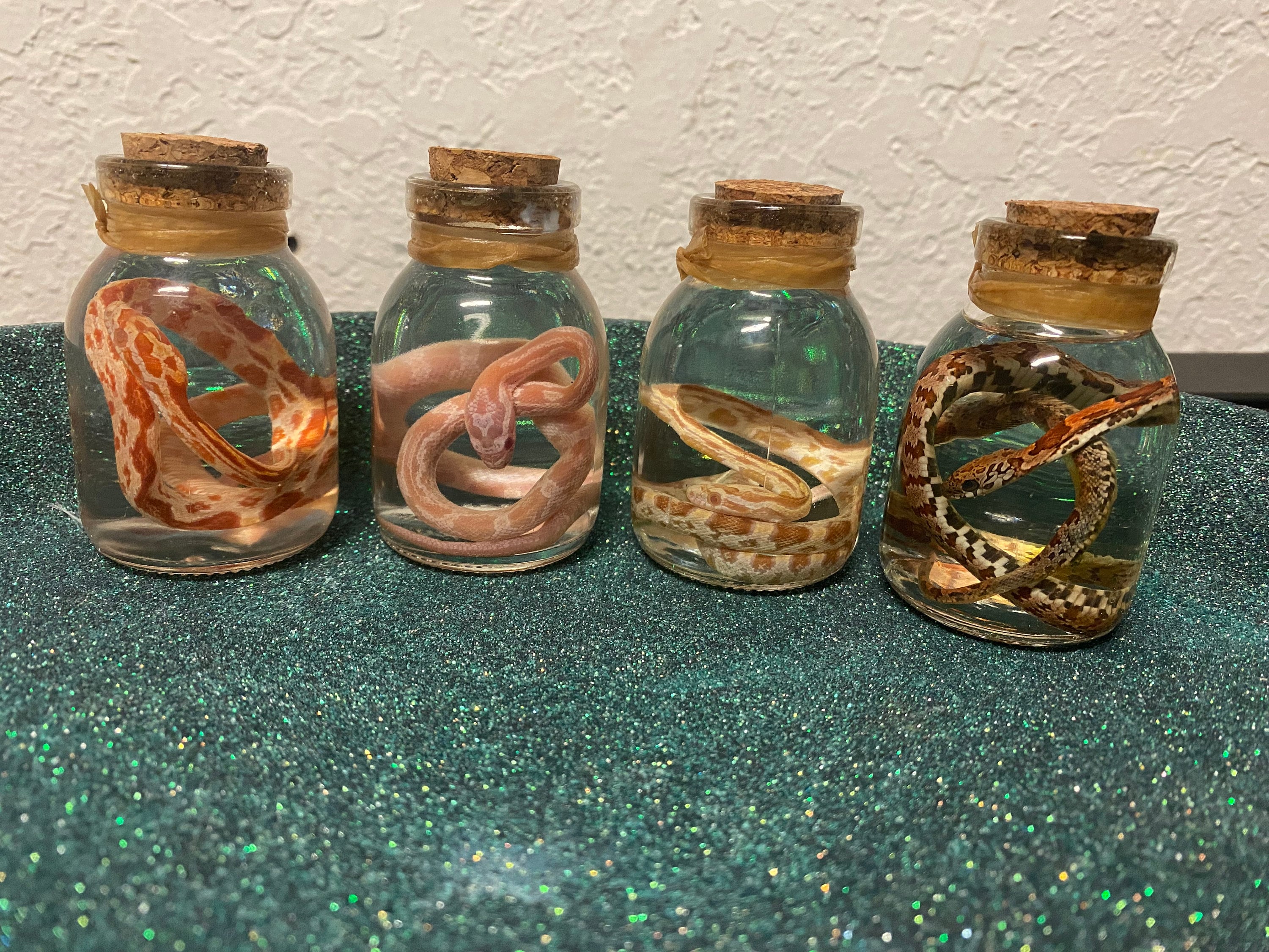 Garter Snakes In A Jar