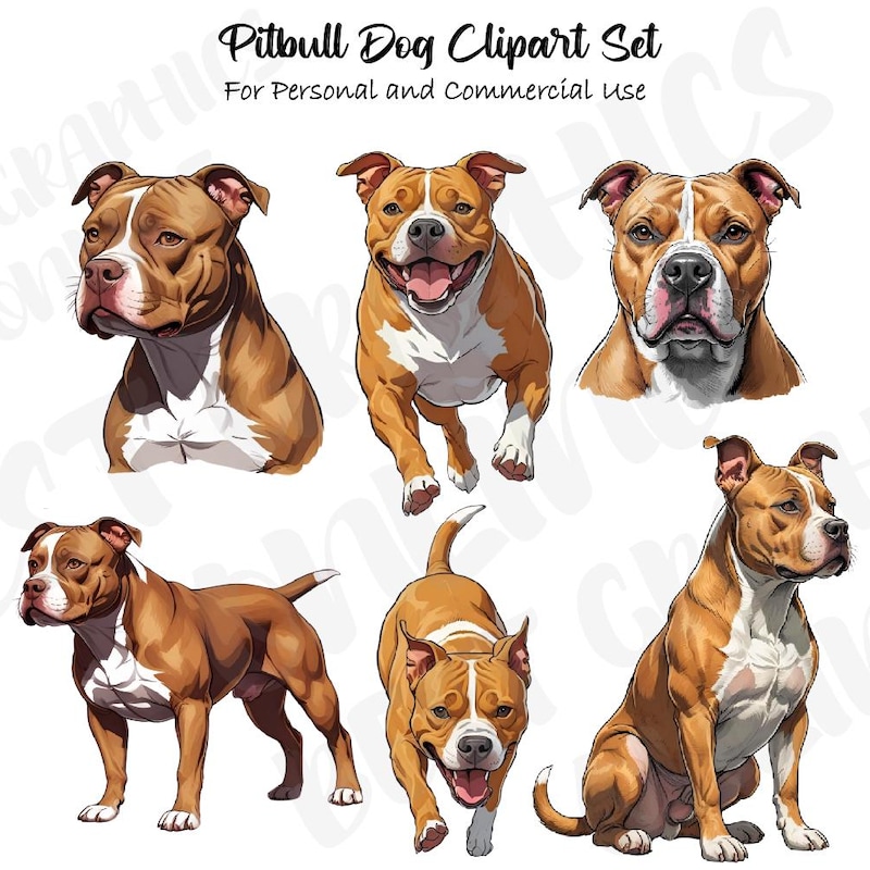 Pitbull Belly - Etsy UK