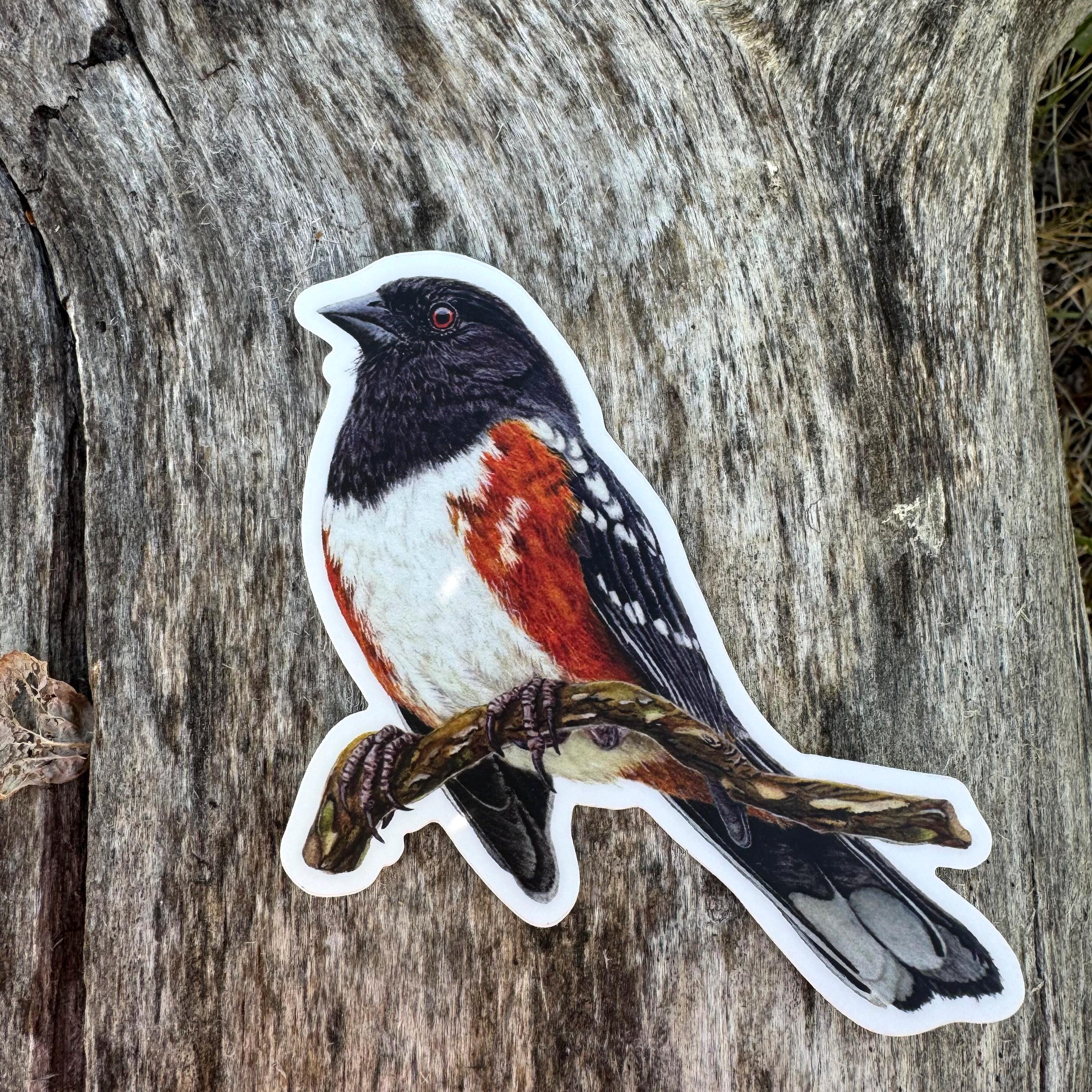 Spotted Towhee Sticker, Waterproof Vinyl Decal, Wildlife Laptop Sticker ...