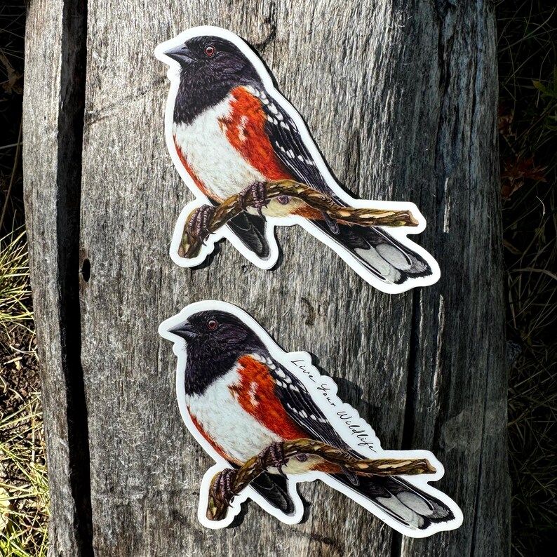 Spotted Towhee Sticker, Waterproof Vinyl Decal, Wildlife Laptop Sticker ...