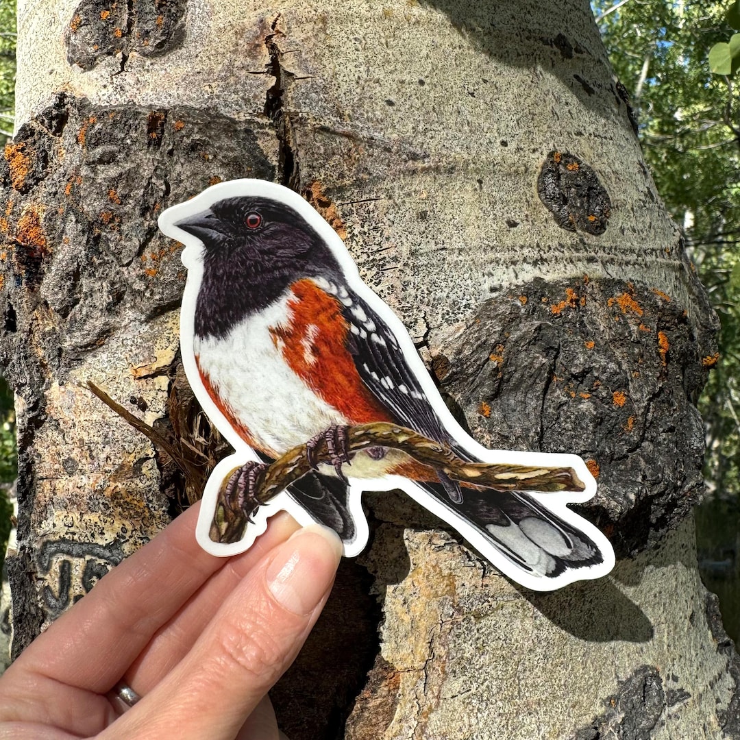 Spotted Towhee Sticker, Waterproof Vinyl Decal, Wildlife Laptop Sticker ...
