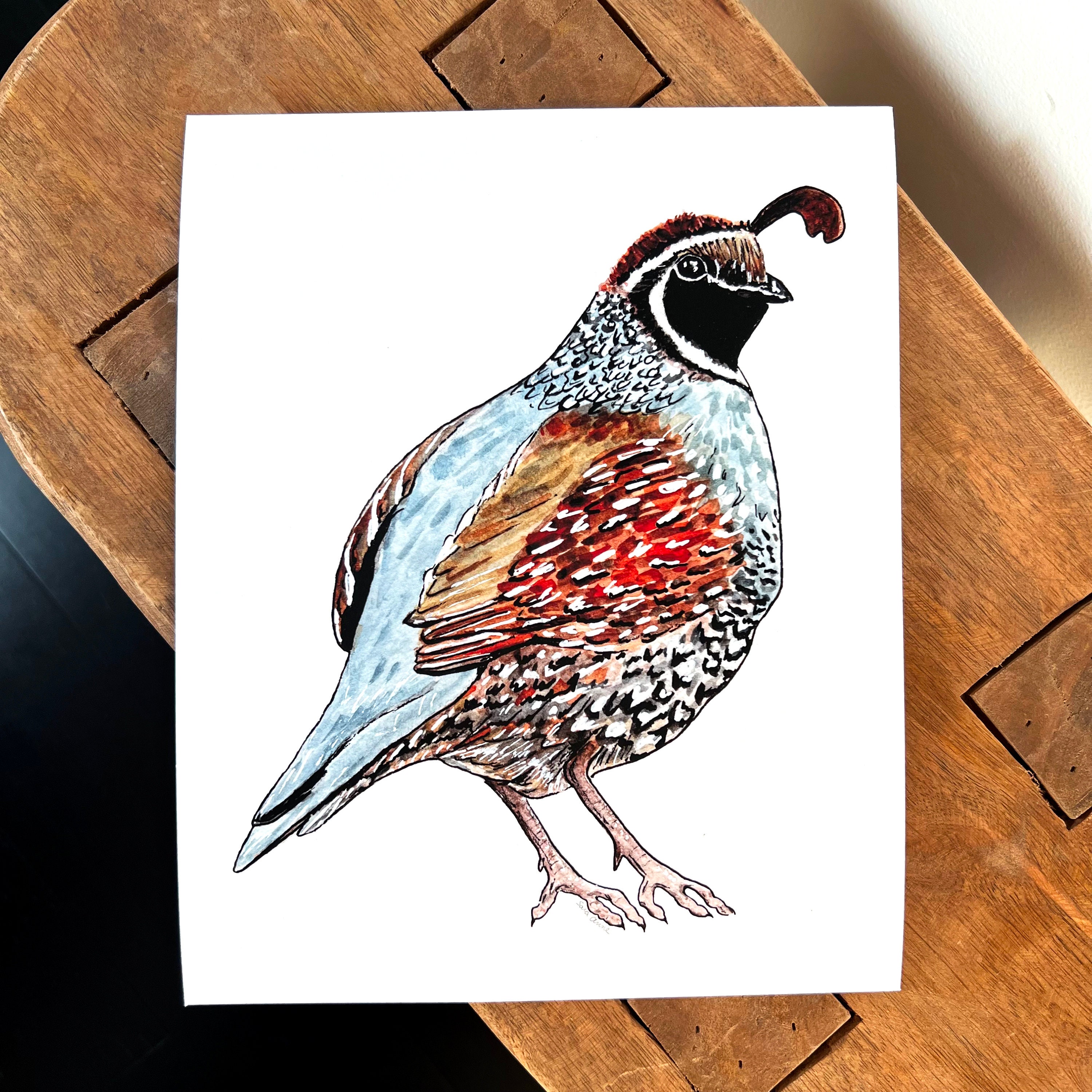 Quail Fine Art Print, Watercolor Nature Print, Bird Print, Wall Art ...