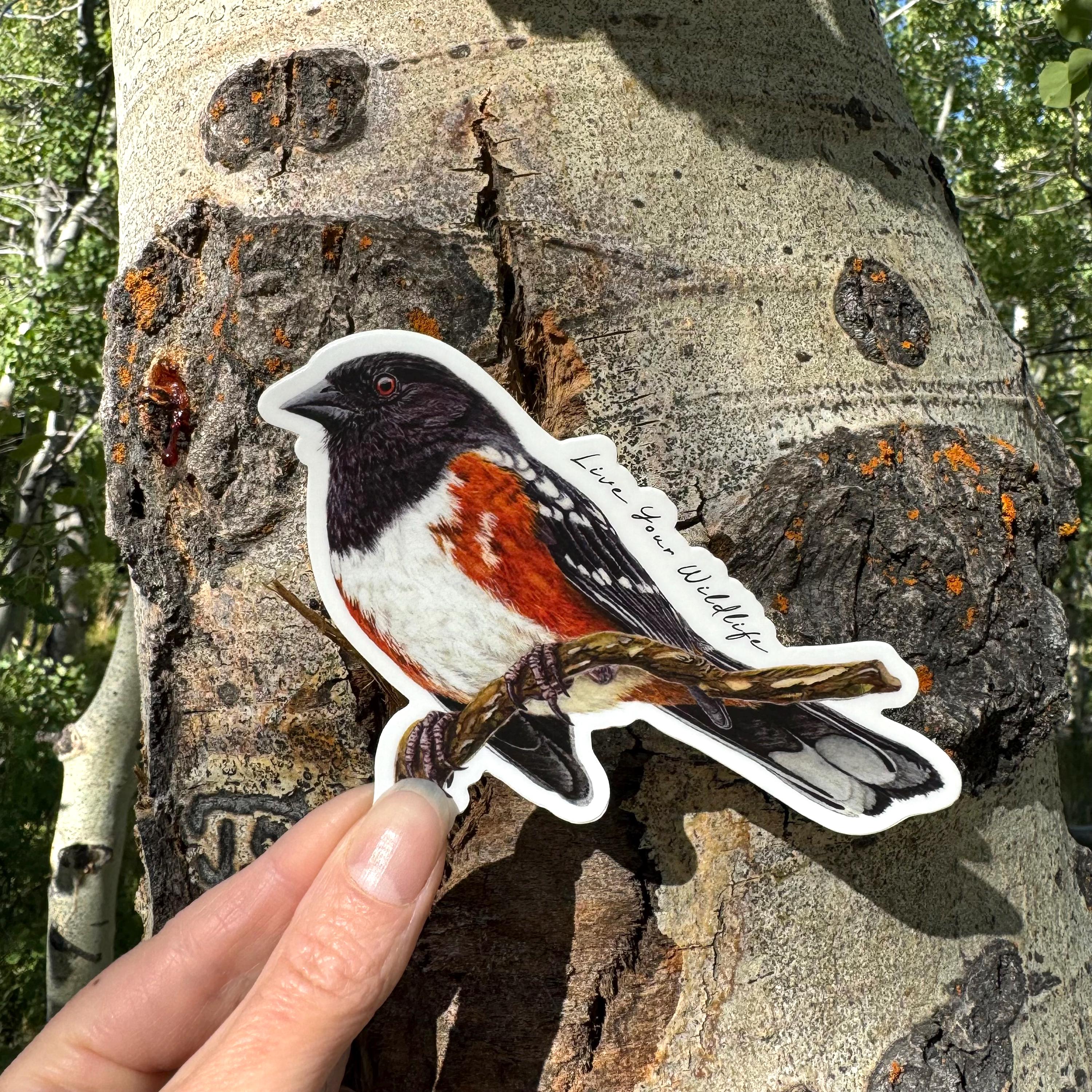 Spotted Towhee Sticker, Waterproof Vinyl Decal, Wildlife Laptop Sticker ...