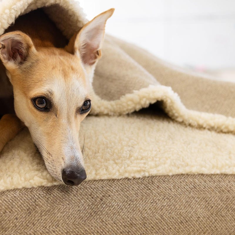 Personalized Dog Bed - Etsy