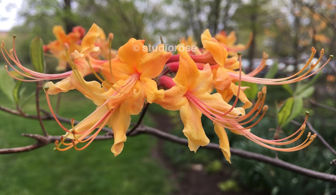 TRUMPET FLOWERS by Rose Drew - Etsy