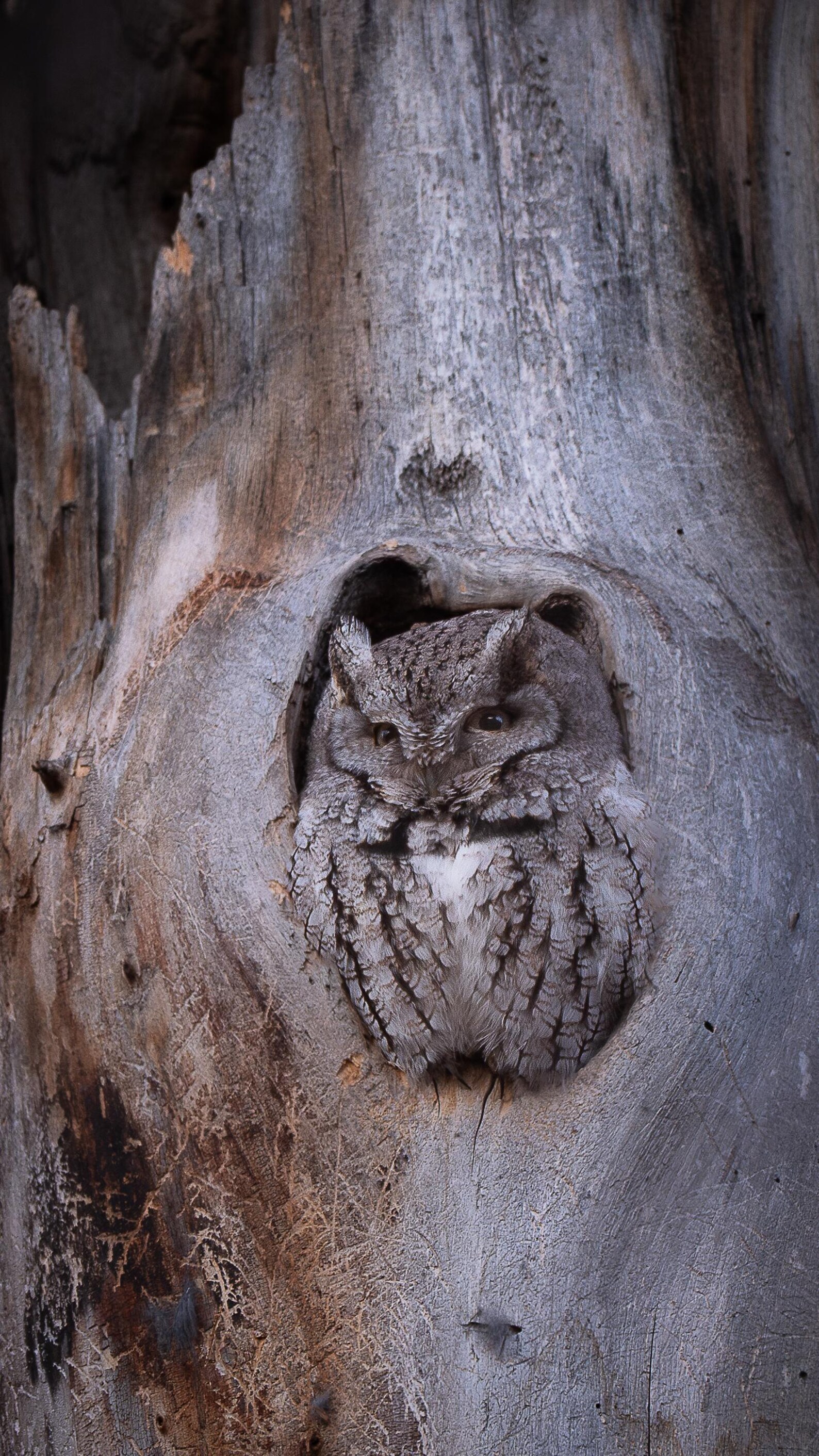 Wildlife Photography of Animals of the Wild West! Photography of ...
