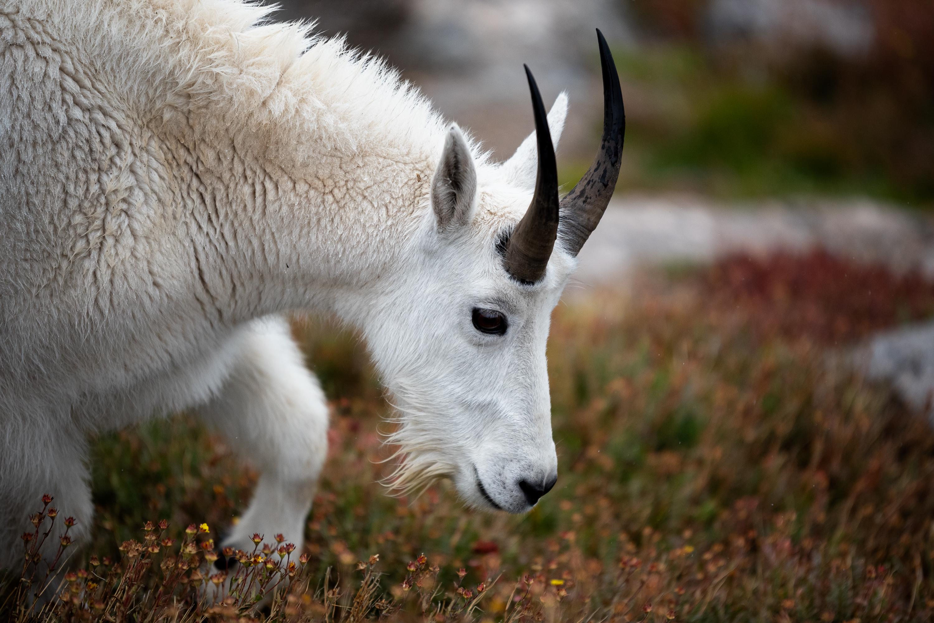 Wildlife Photography of Animals of the Wild West! Photography of ...