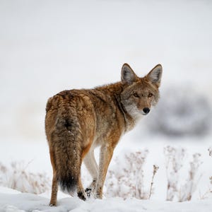 Wildlife Photography of Animals of the Wild West! Photography of ...