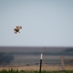 Wildlife Photography of Animals of the Wild West! Photography of ...