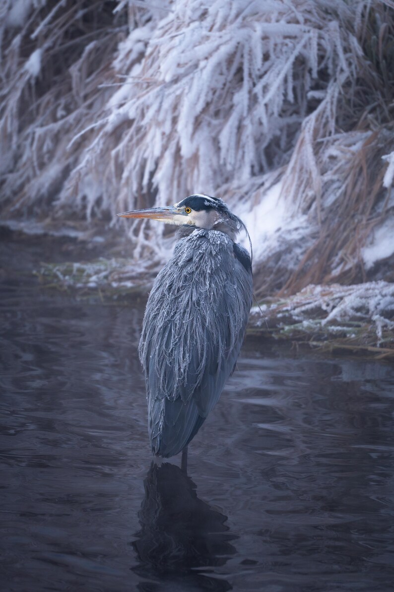 Wildlife Photography of Animals of the Wild West! Photography of ...
