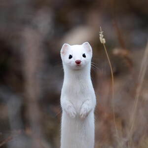 Wildlife Photography of Animals of the Wild West! Photography of ...