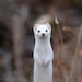 Wildlife Photography of Animals of the Wild West! Photography of ...