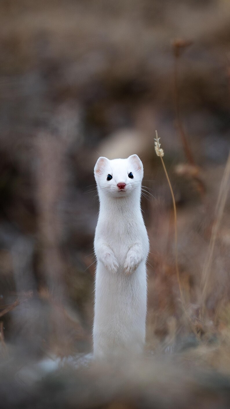 Wildlife Photography of Animals of the Wild West! Photography of ...