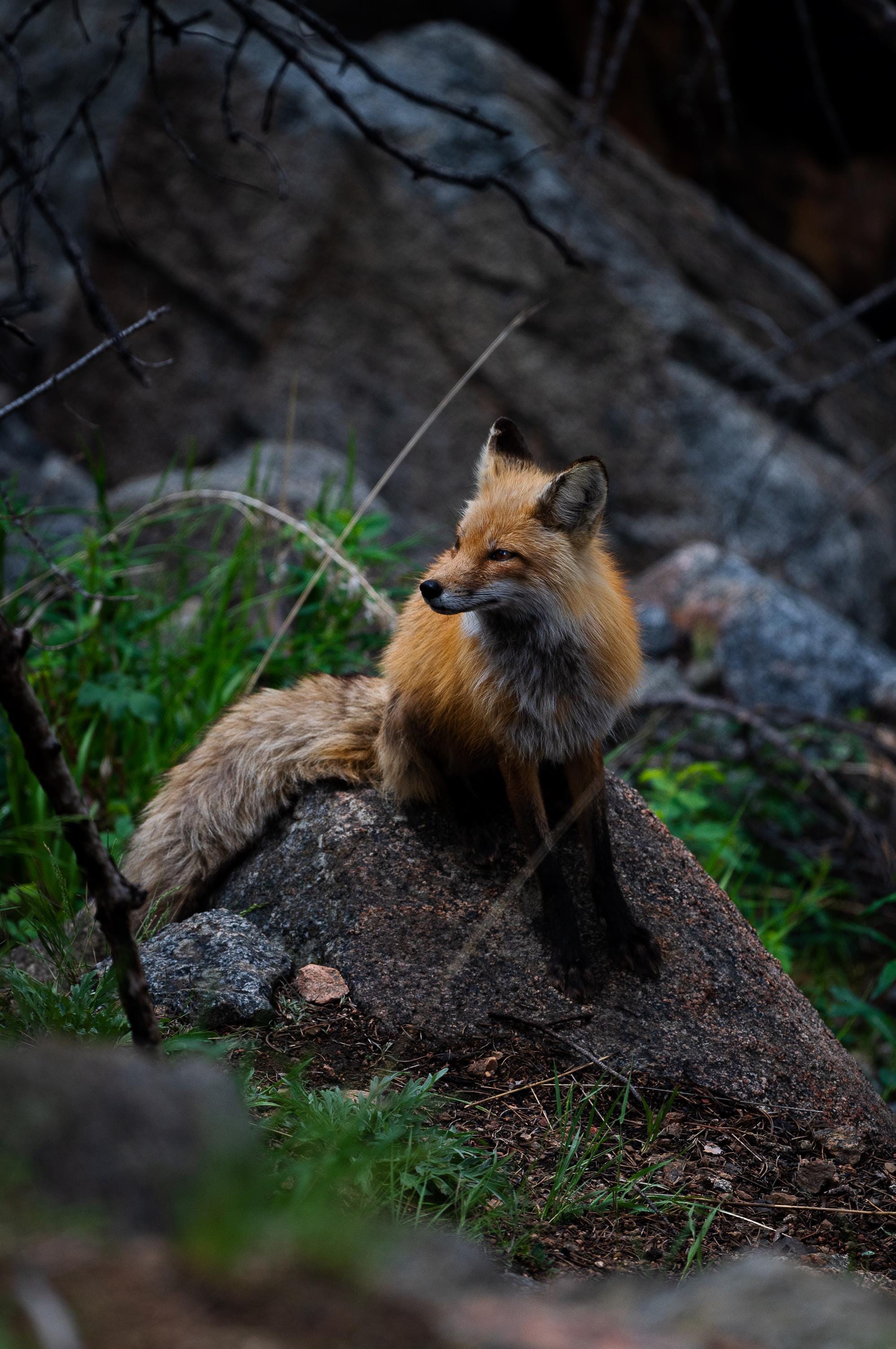 Wildlife Photography of Animals of the Wild West! Photography of ...