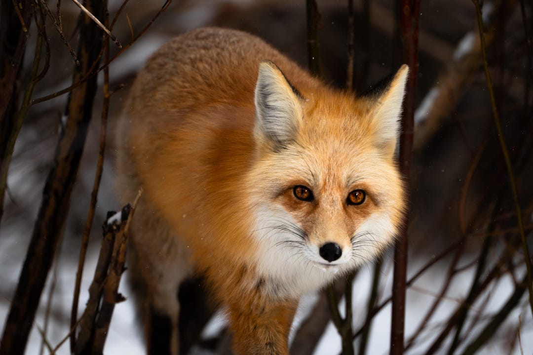 Wildlife Photography of Animals of the Wild West! Photography of ...